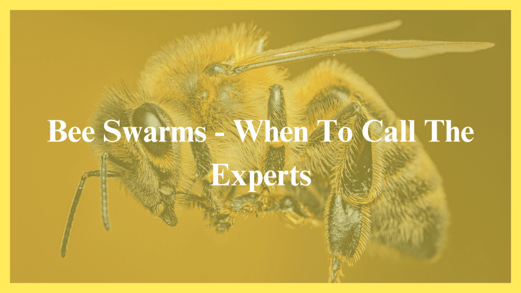 Bees swarms - When to Call The Experts - Eraserpest