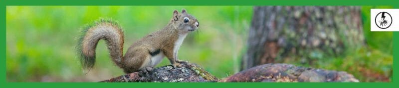 How to get rid of squirrels - Eraserpest Cambridgeshire, Suffolk and Essex